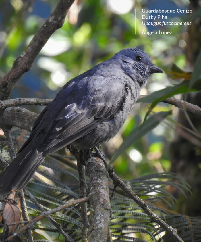 BUGA TERRITORIO DE AVES – Full day – Colombia Birdfair
